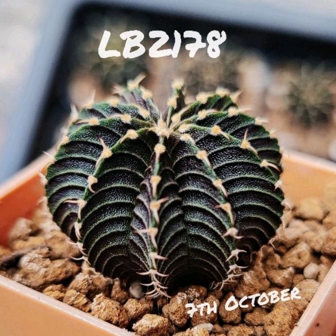 ยิมโน LB2178 แท้ ไม้เมล็ด บั้งคม ทรงสวย (Gymnocalycium LB2178) | Shopee Thailand