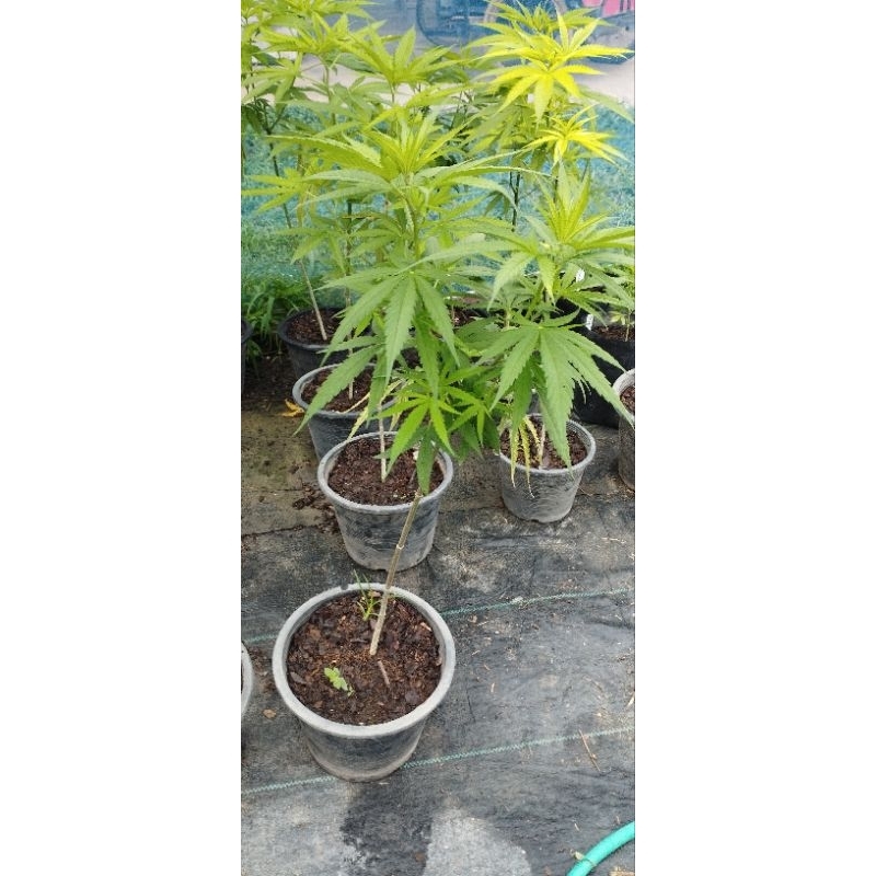 ต้นกัญชาพันธุ์ mandarin kush โฟโต้ | Shopee Thailand
