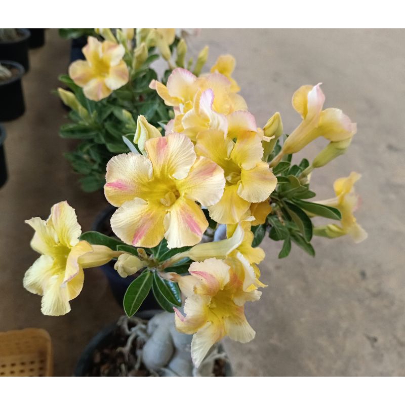 ชวนชมดอกชั้นเดียวดอกดก *มหาเฮง*ขนาดกระถาง6นิ้ว(ถอนจัดส่ง) | Shopee Thailand