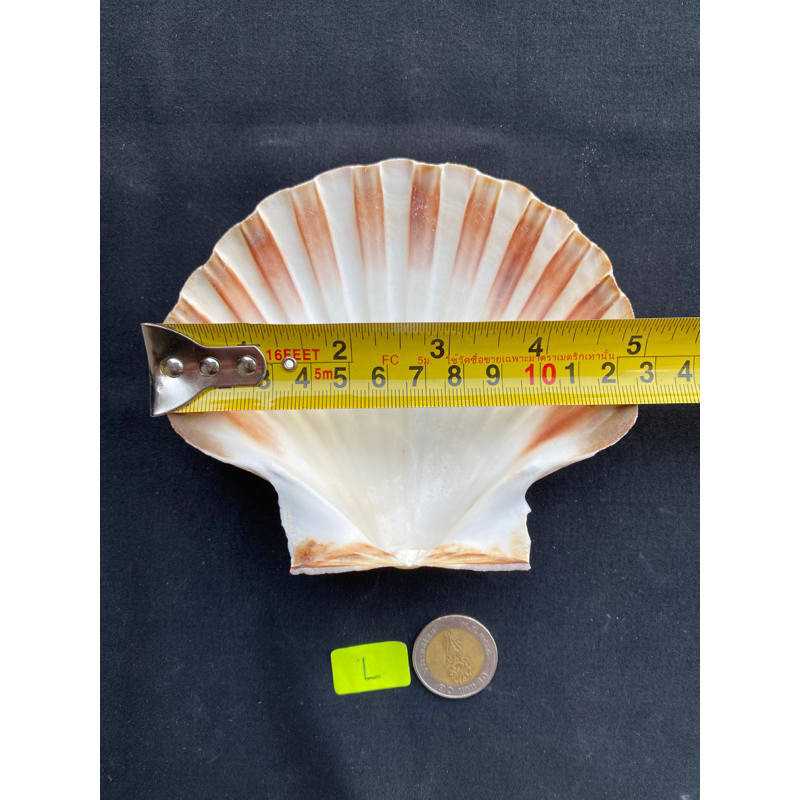 หอยเชลล์ขาวตัวใหญ่ 5 ชิ้น big white sallop shell 10-13cm A grade high ...