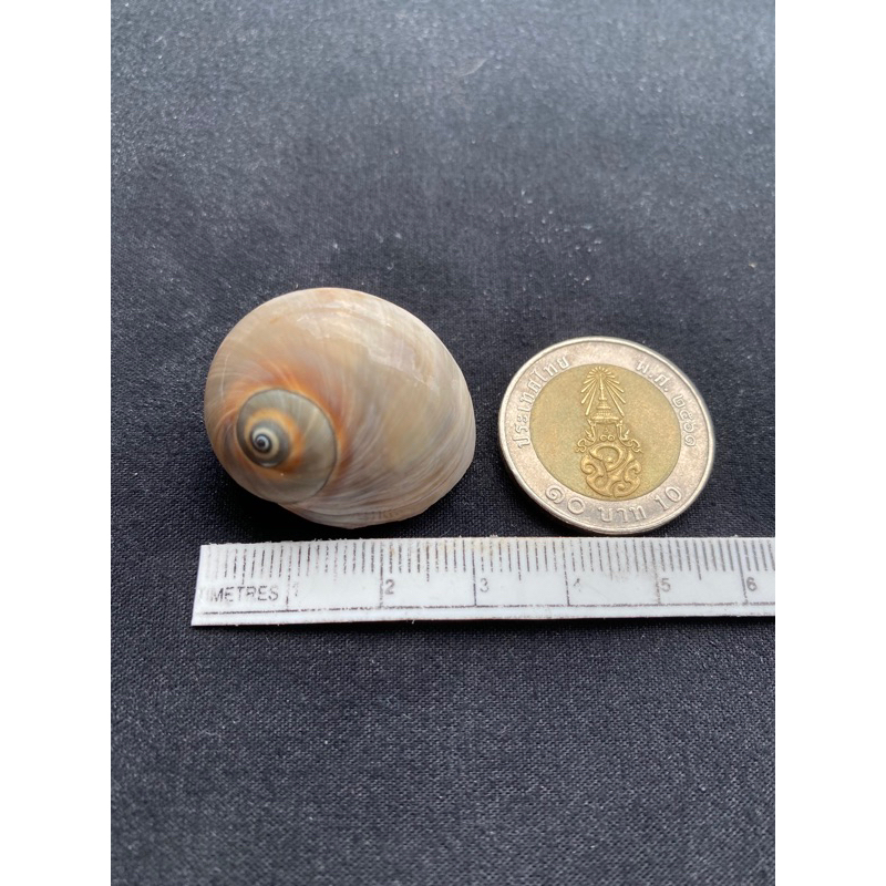 เปลือกหอยทากเขียว Green Moon Sea Snail Shell | Shopee Thailand