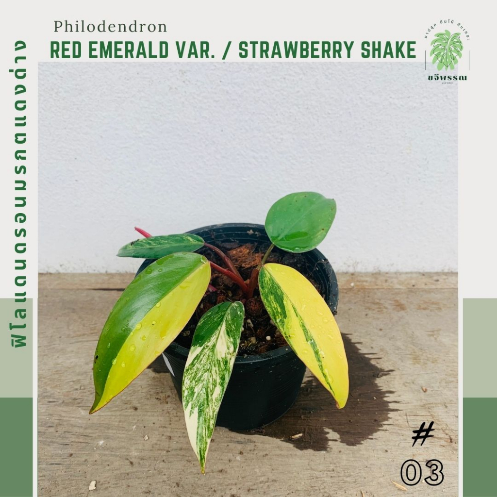 Philodendron Red Emerald (Strawberry Shake) | ฟิโลเดนดรอนเรดเอมเมอรัล (สตอเบอร์รี่เชค) | Shopee ...