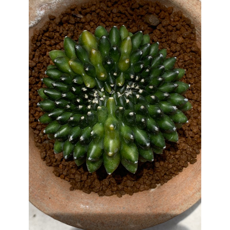 ยิมโนคริสไร้หนามด่าง Gymno Crisstata inermis variegated | Shopee Thailand