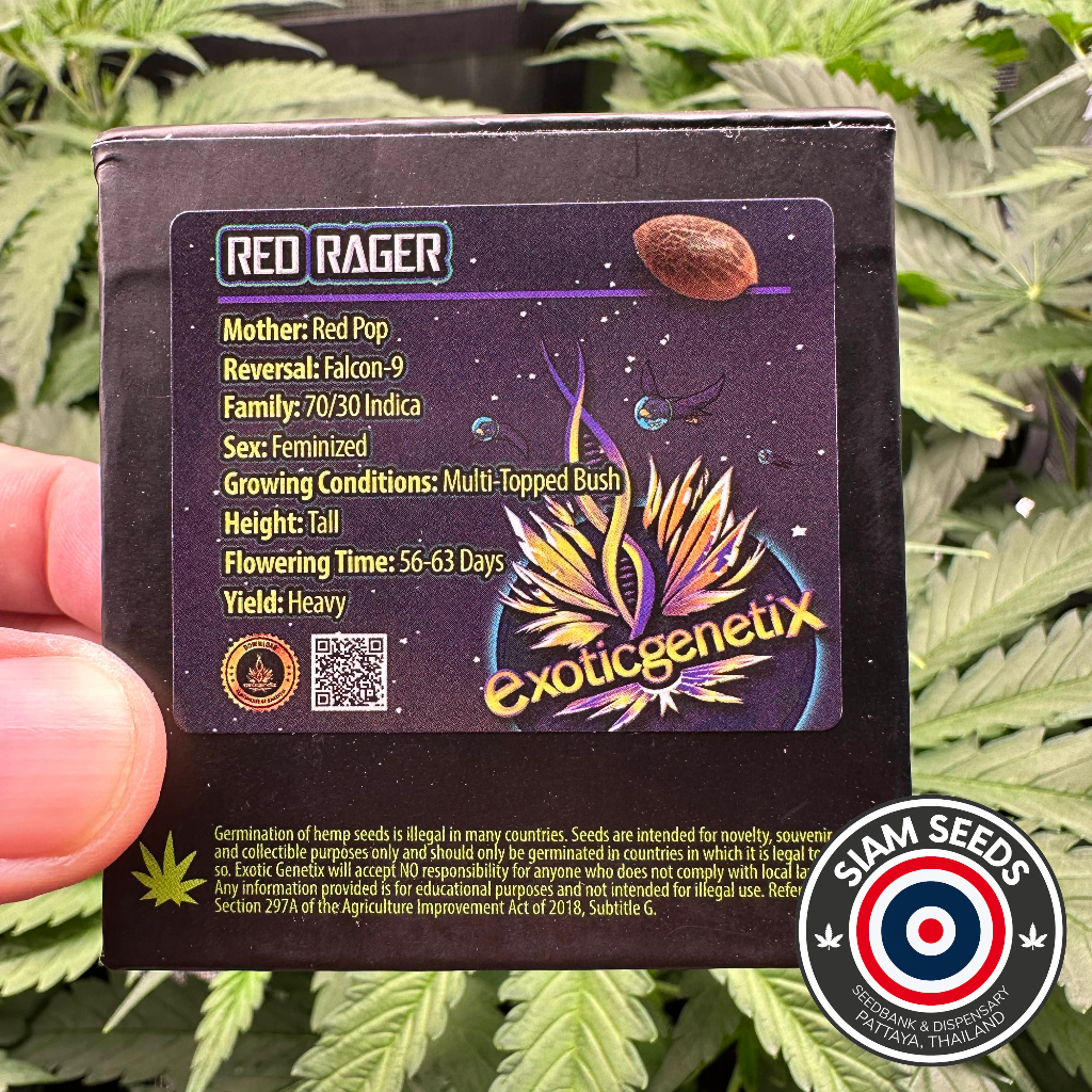 เมล็ดกัญชา Exotic Genetix Red Rager Fem Cannabis Seeds (Pack of 6 ...