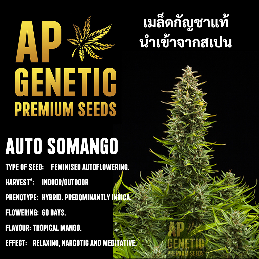 เมล็ดค่าย AP Genetic เมล็ดกัญ ชา ออโต้ / โฟโต้ เพศเมีย นำเข้าจาก สเปน แท้ 100% | Shopee Thailand