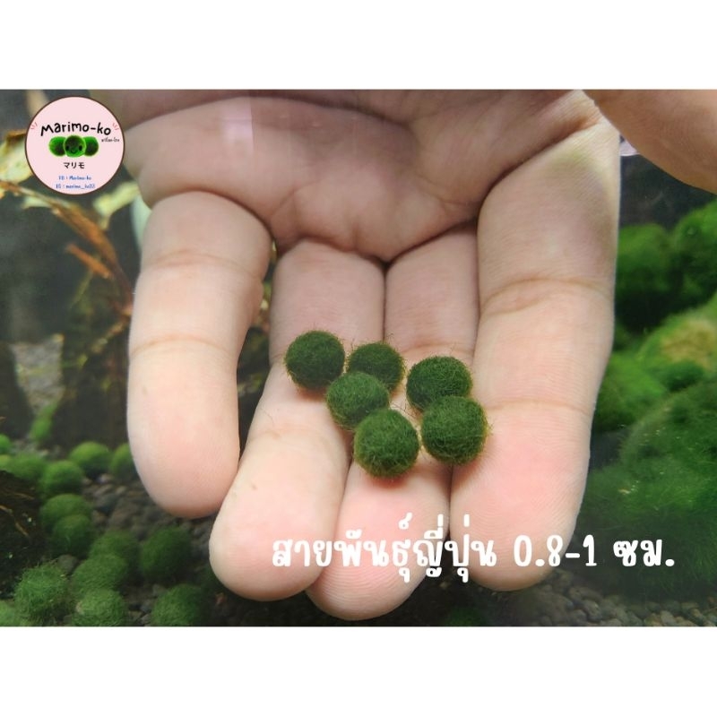 Marimo มาริโมะสายพันธุ์ญี่ปุ่น ขนาด 0.8-1 ซม. (พร้อมส่ง) | Shopee Thailand