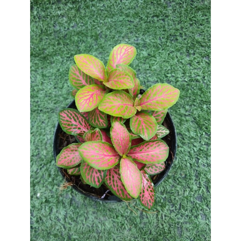 ต้นพรมออสเตรเลียแดง"Ruby Lime" [Fittonia "Ruby Lime"] ในกระถาง3 ...
