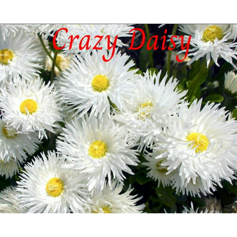 เมล็ด Crazy Daisy 20 เมล็ด มีวิธีเพาะและดูแลแนบไว้ให้ (ดอกไม้กินได้ ...