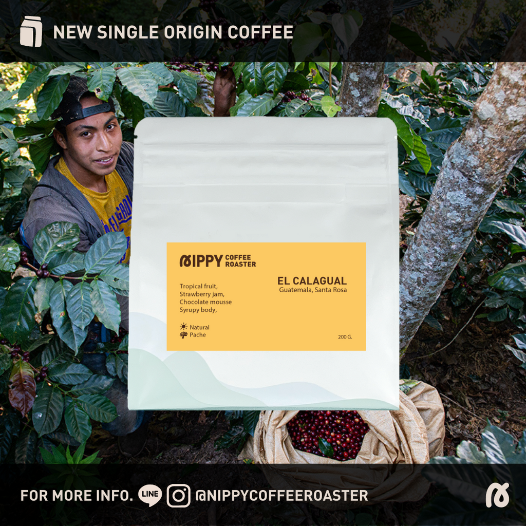 Nippy Coffee Roaster เมล็ดกาแฟคั่ว El Calagua Guatemala, Santa Rosa ...