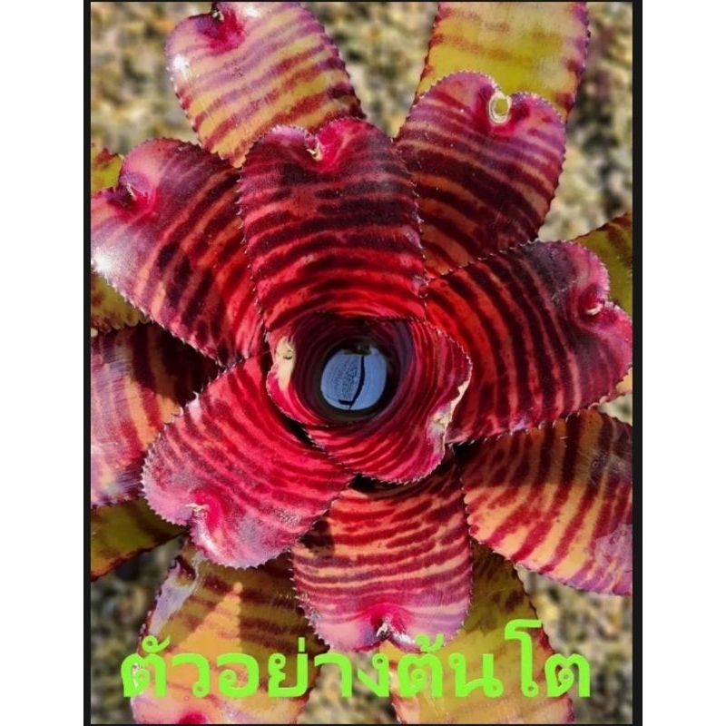 สับปะรดสี Neoregelia Groove Red Tiger จำนวน 1 ต้น จัดส่งแบบถอดกระถาง ...