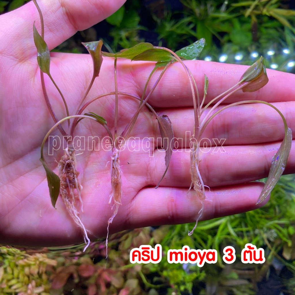 Cryptocoryne wendtii mioya คริปมิโอย่า พร้อมปลูก ต้นไม้น้ำตกแต่งตู้ปลา ...