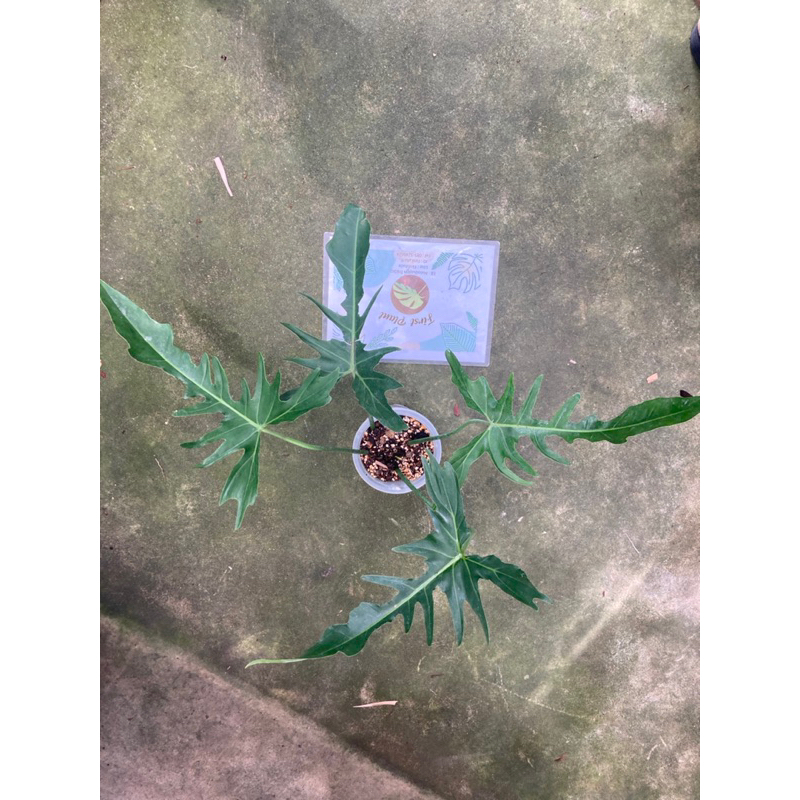 philodendron longilobatum indo f. ไม้ยอด | Shopee Thailand