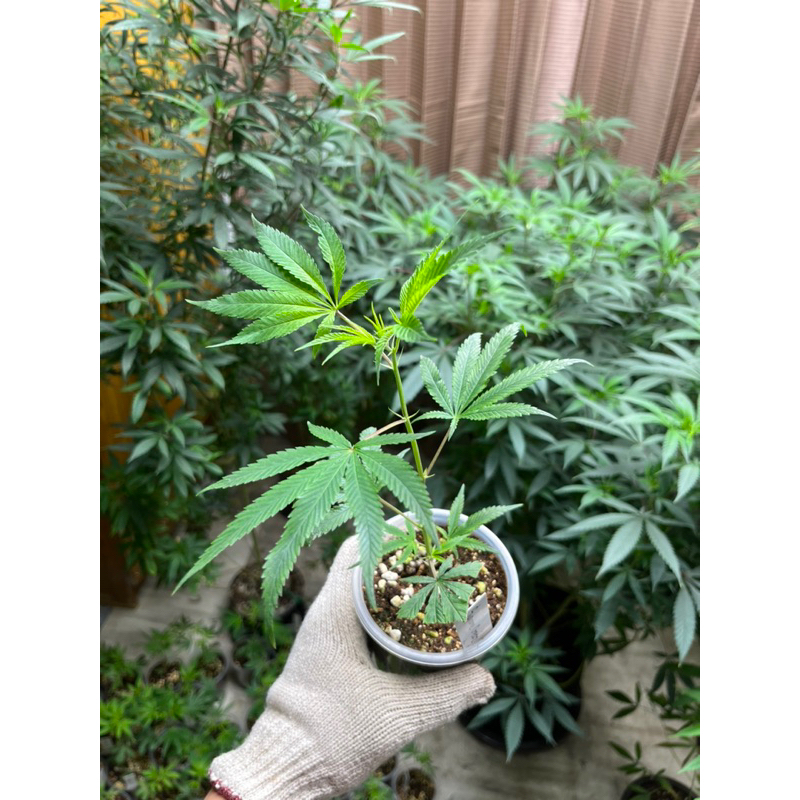 กิ่งชำ ต้นโคลน ค่ายนอกETHOS COMPOUND EXOTIC STARFIRE | Shopee Thailand