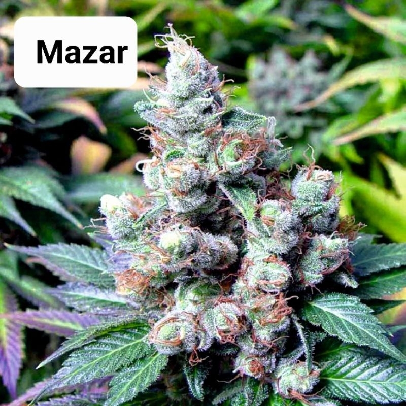 Mazar Auto เมล็ดคุณภาพ คัดเมล็ดเมีย100% | Shopee Thailand