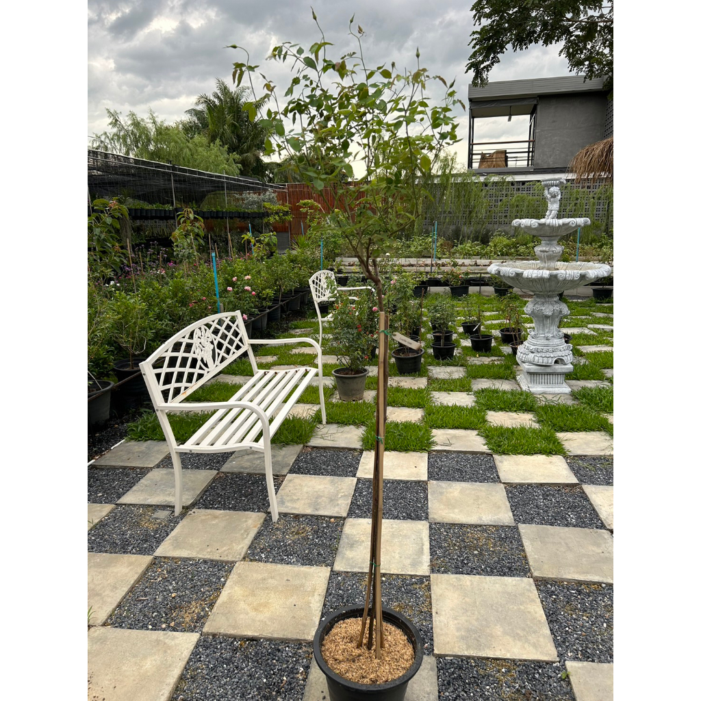 กุหลาบทรีโรส Lucifer rose(ลูซิเฟอร์ โรส) | Shopee Thailand