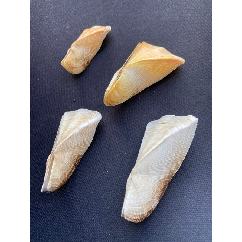 twisted clam shell white&Orange A pair | Shopee Thailand