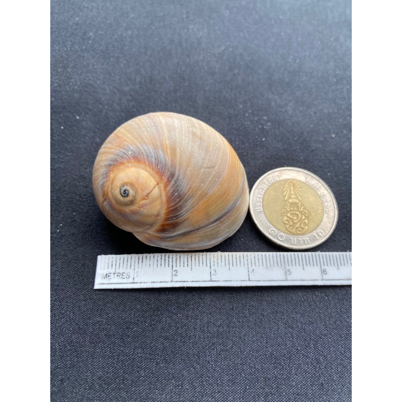 เปลือกหอยทากเขียว Green Moon Sea Snail Shell | Shopee Thailand