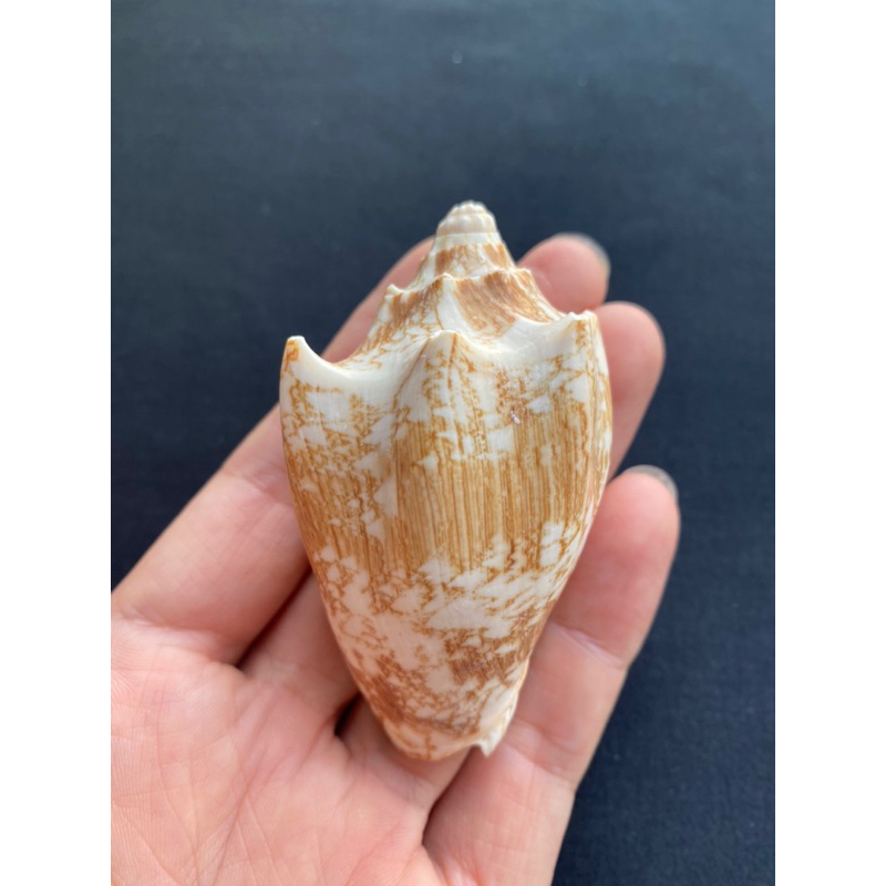 Emperor Conch Shell หอยสังข์จักรพรรดิ di | Shopee Thailand