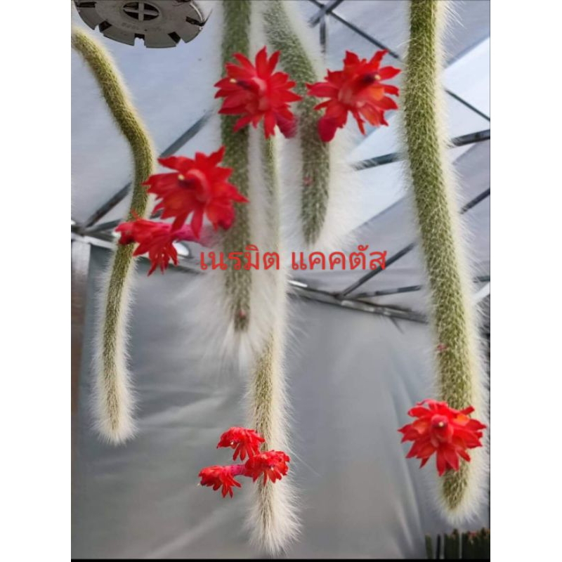 หางลิง หน่อตัดสด และแบบชำแล้ว | Shopee Thailand