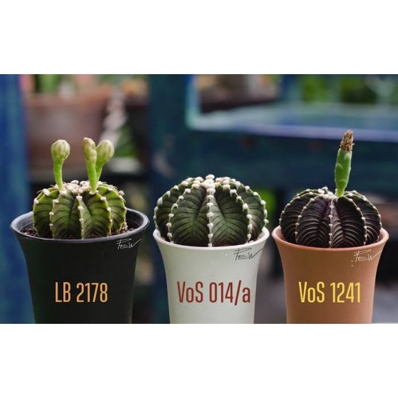 HOT🔥ยิมโน LB2178,VOS014a,VOS1241 ไม้เมล็ด ไม้รหัส แคคตัส Gymnocalicium ...