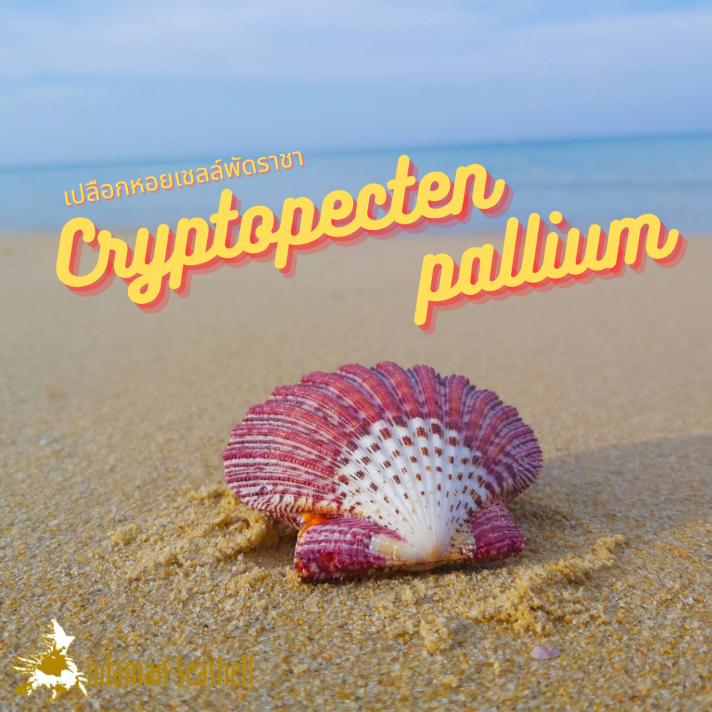 Andaman seashell เปลือกหอย เชลล์พัดราชา (Cryptopecten pallium) | Shopee Thailand