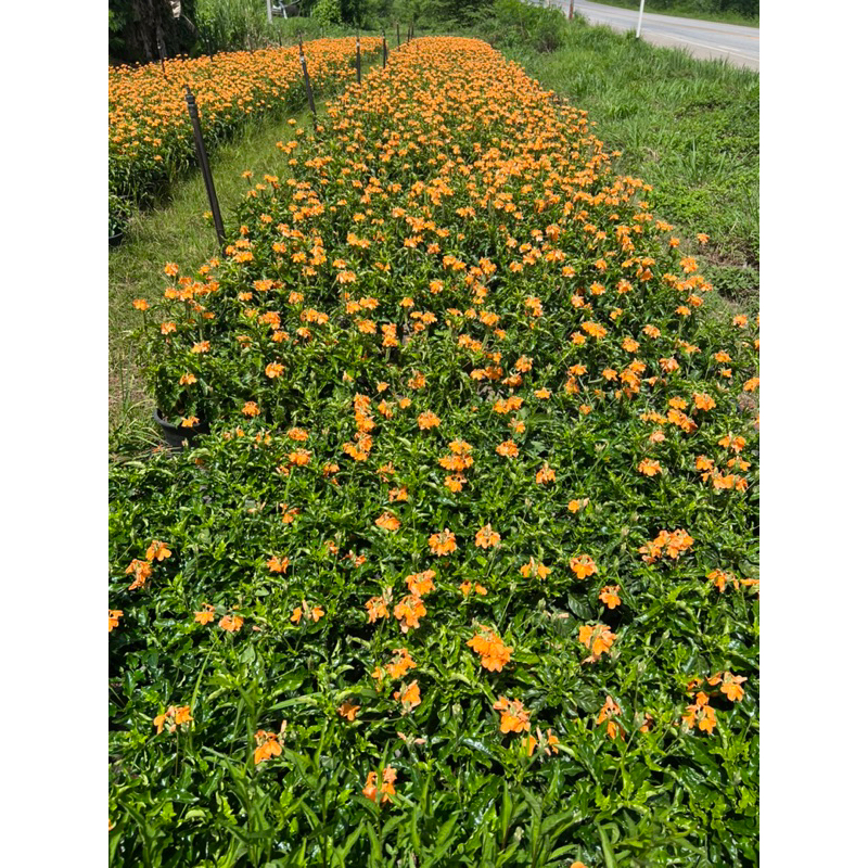 F353 สังกรณีใบมัน ดอกสีส้ม กระถาง 8 นิ้ว (ติดดอก) ออกดอกทั้งปี ต้น ...