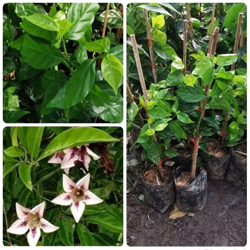 ต้นพุดลิลลี่(Rothmannia longiflora)ขนาด60ซม.1ต้น | Shopee Thailand