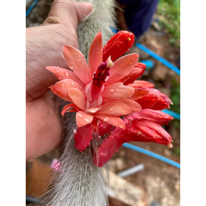 หางลิง แคคตัส กระถาง 2 นิ้ว | Shopee Thailand