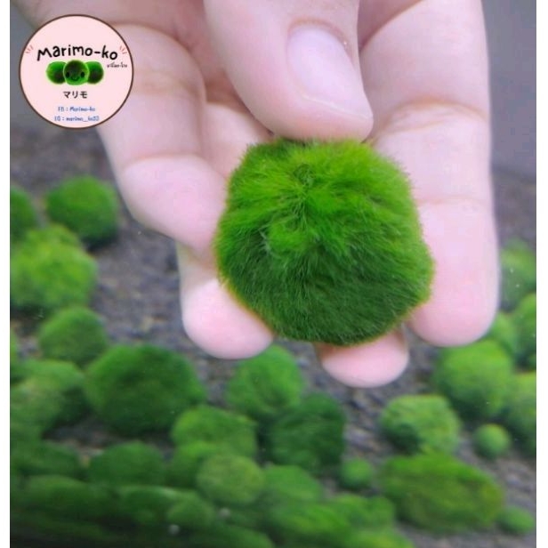 Marimo มาริโมะสายพันธุ์ยุโรป ขนาด 2.5 - 3 ซม. อายุ 3 ปี (พร้อมส่ง) | Shopee Thailand