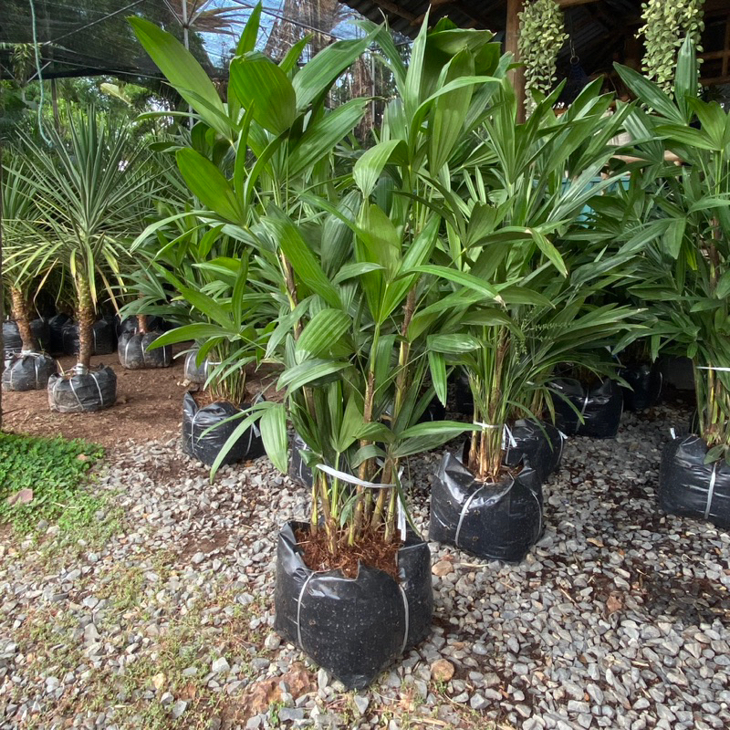 ต้นจั๋งแคระ สูง70-80cm. บรรจุถุงดำ | Shopee Thailand