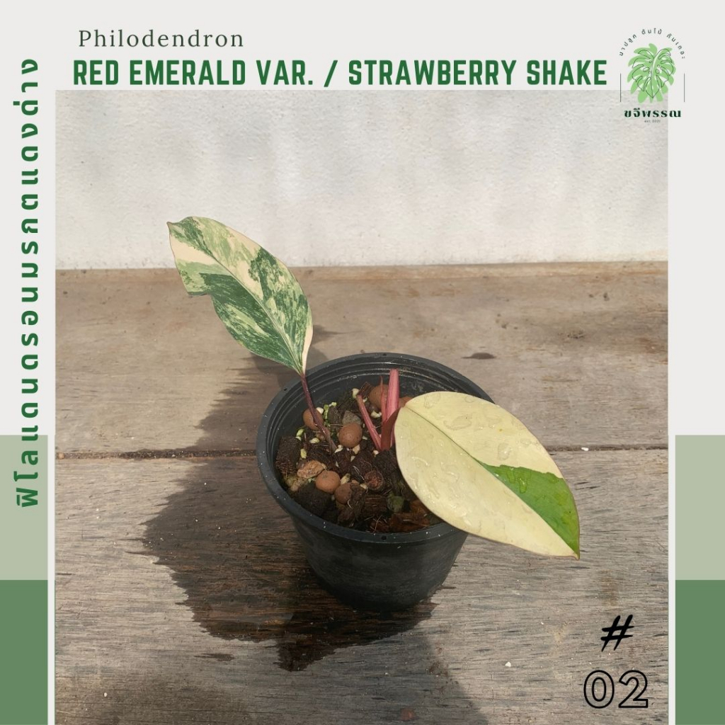 Philodendron Red Emerald (Strawberry Shake) | ฟิโลเดนดรอนเรดเอมเมอรัล (สตอเบอร์รี่เชค) | Shopee ...