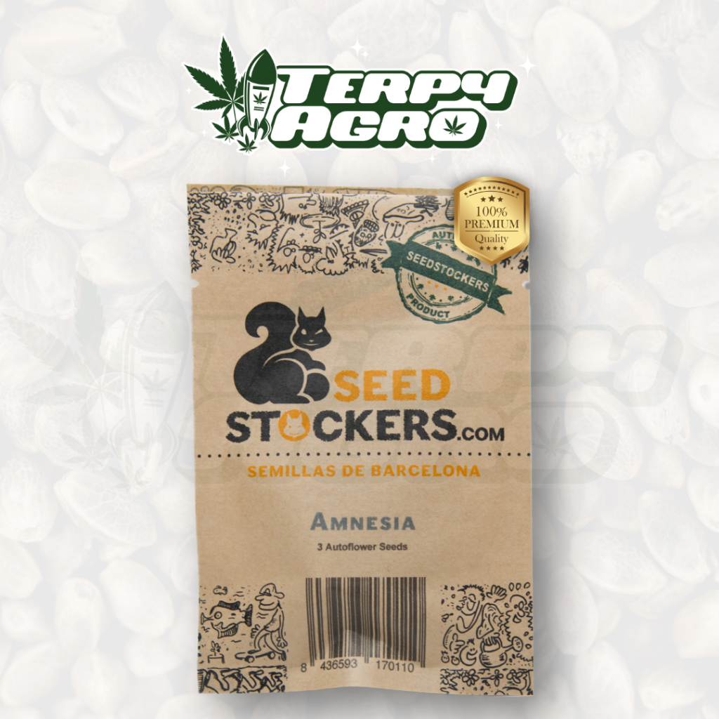 Amnesia (Auto) - Seed Stockers เมล็ด กัญชา นำเข้าแท้100% เมล็ดเพศเมีย ...