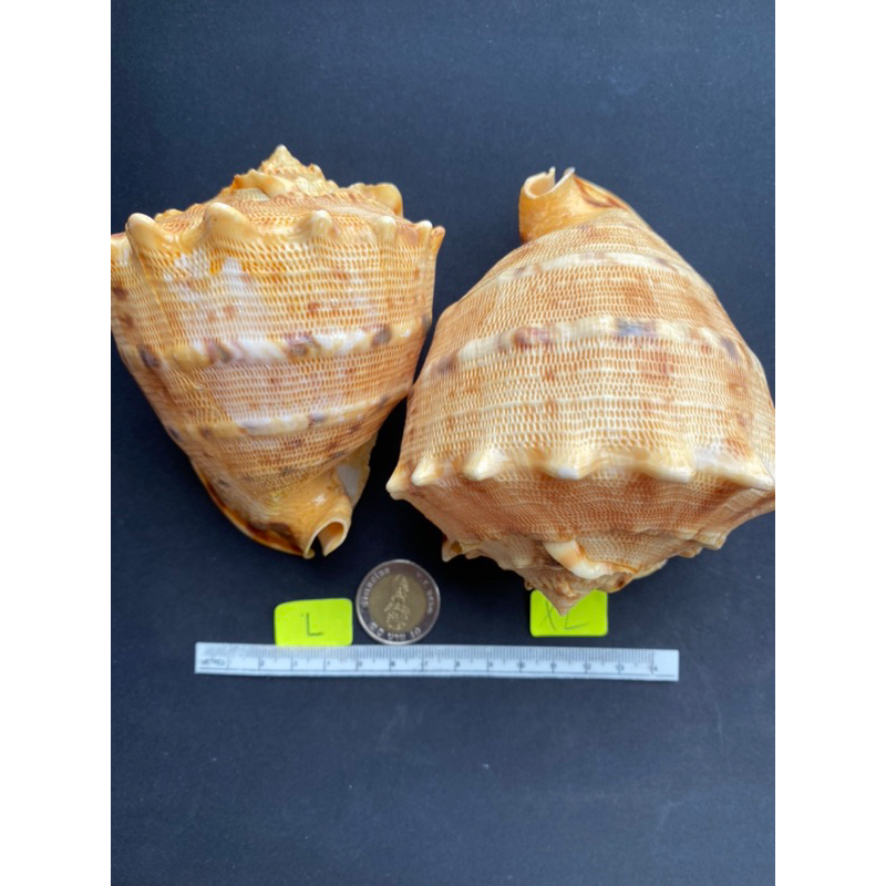 rare sea snail shell golden big sea snail shell tiger pattern | Shopee ...