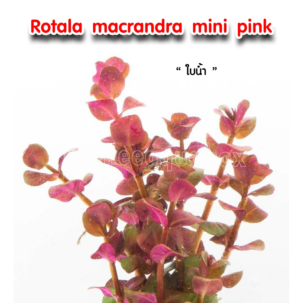 Rotala macrandra mini pink โรทาล่า มาครานด้า มินิพิ้งค์ พร้อมปลูก ...