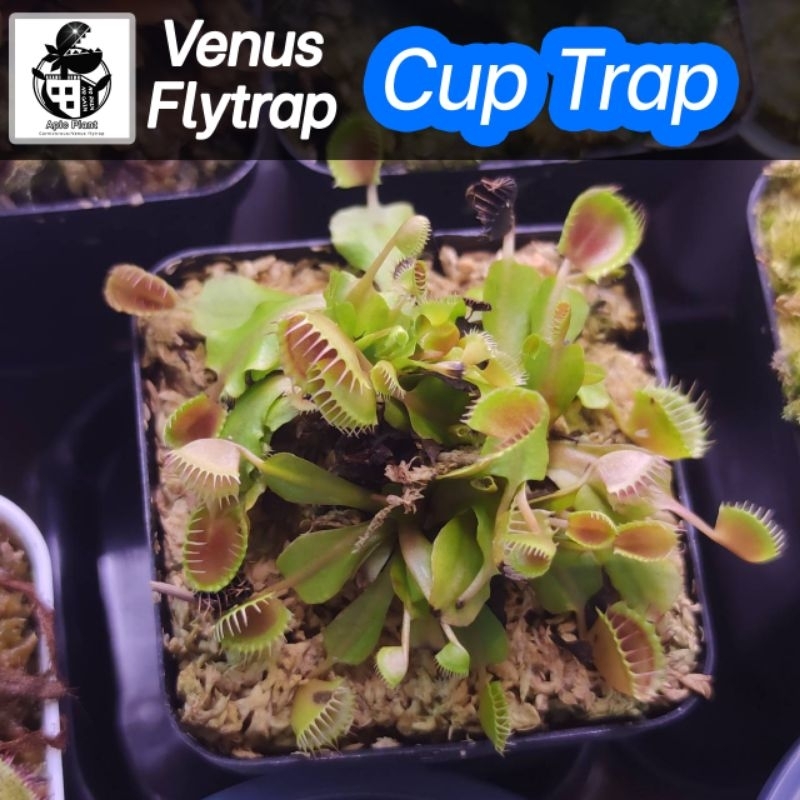 🔥New กาบหอยแครง (Venus Flytrap) DM.CupTrap หายาก! | Shopee Thailand
