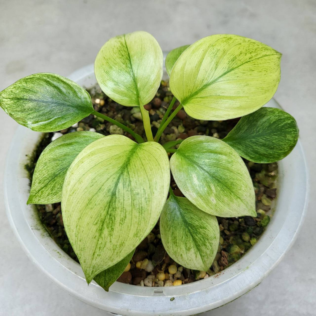 Homalomena Rubescens Full Mint เสน่ห์จันทน์ บุษราคัม ฟูลมิ้นต์ | Shopee ...