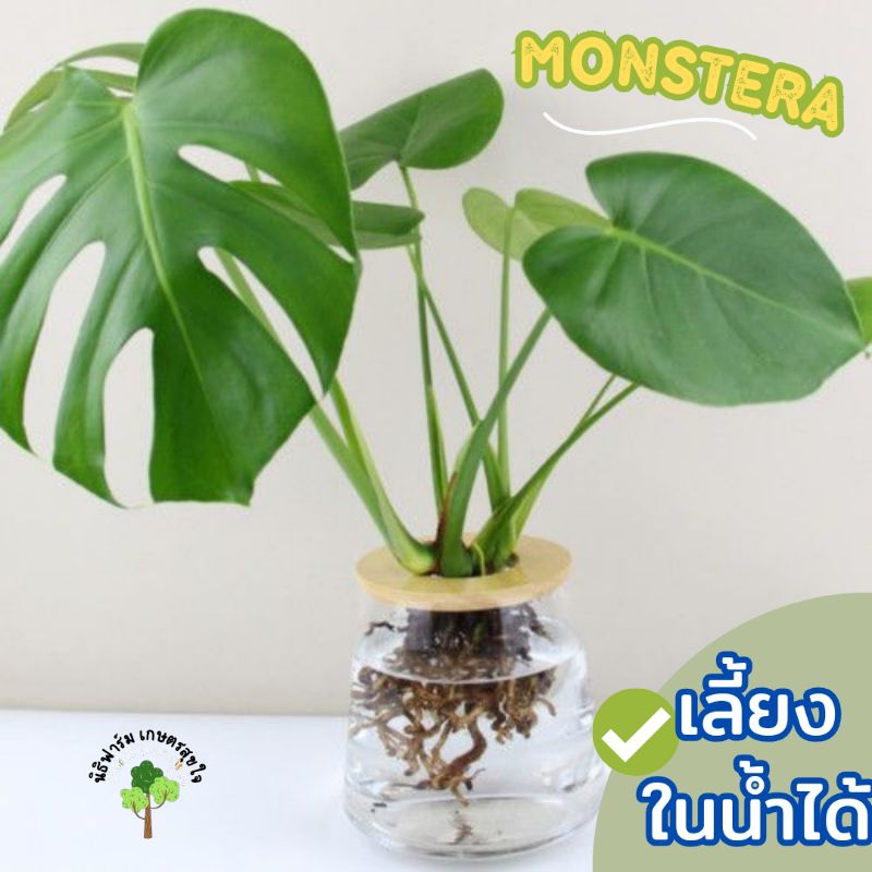 Monstera Deliciosa Monstera Giant มอนสเตอร่า เดลิซิโอซ่า มอนสเตอร่า ไจ ...