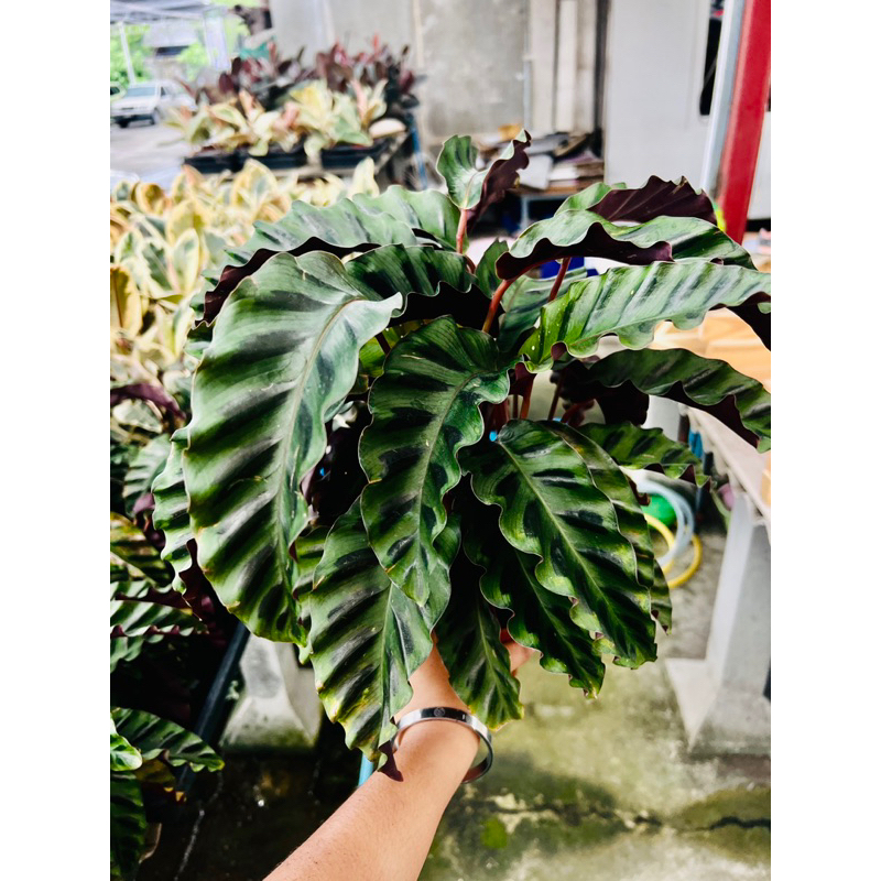 คล้า Goeppertia gandersii กอใหญ่ กระถาง 5นิ้ว | Shopee Thailand