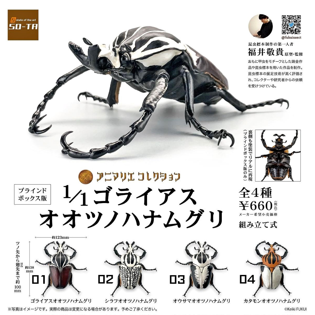 (มีของพร้อมส่ง) กาชาปองด้วงโกไลแอท Gashapon 1/1 SO-TA Goliathus Beetle ...