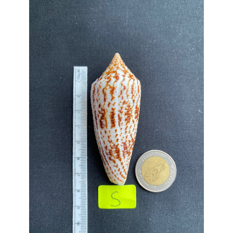 หอยสังข์ทรงกรวย Brown vertically striped cone conch shell zanlong ...