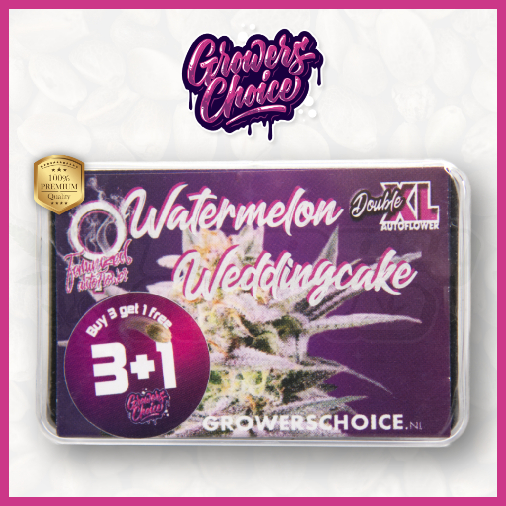 Watermelon Weddingcake Double XL (Auto) - Growers Choice เมล็ดกัญชา ... Watermelon Weddingcake Double XL (Auto) - Growers Choice เมล็ดกัญชา ...