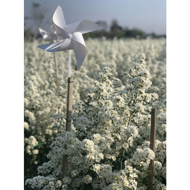 ต้นพันธุ์ดอกคัตเตอร์สีขาว White Cutter Aster ถุงดำ 39 บาท ดอกไม้กินได้ ...