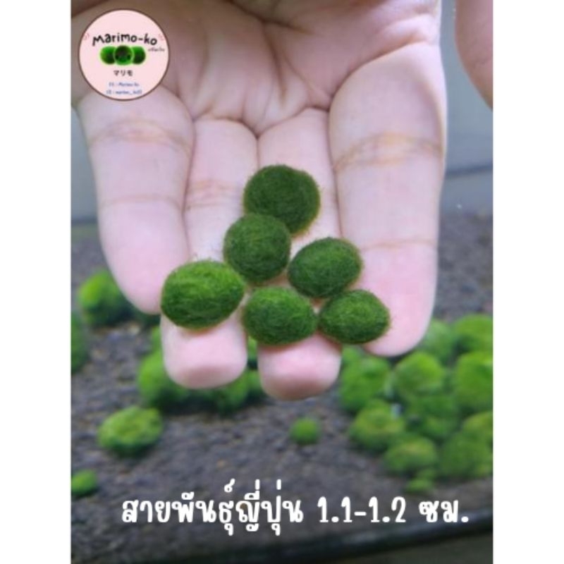 Marimo มาริโมะสายพันธุ์ญี่ปุ่น ขนาด 1.1-1.2 ซม. (พร้อมส่ง) | Shopee Thailand