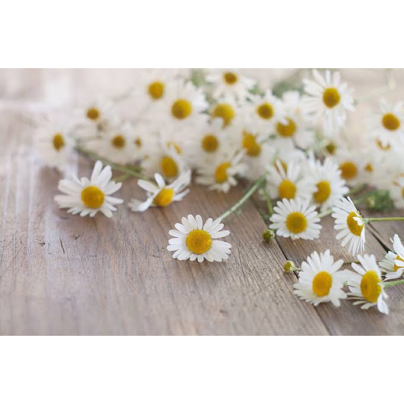 เยอรมันคาโมมาย German Chamomile เมล็ดพันธุ์รับประกันคุณภาพ | Shopee ...
