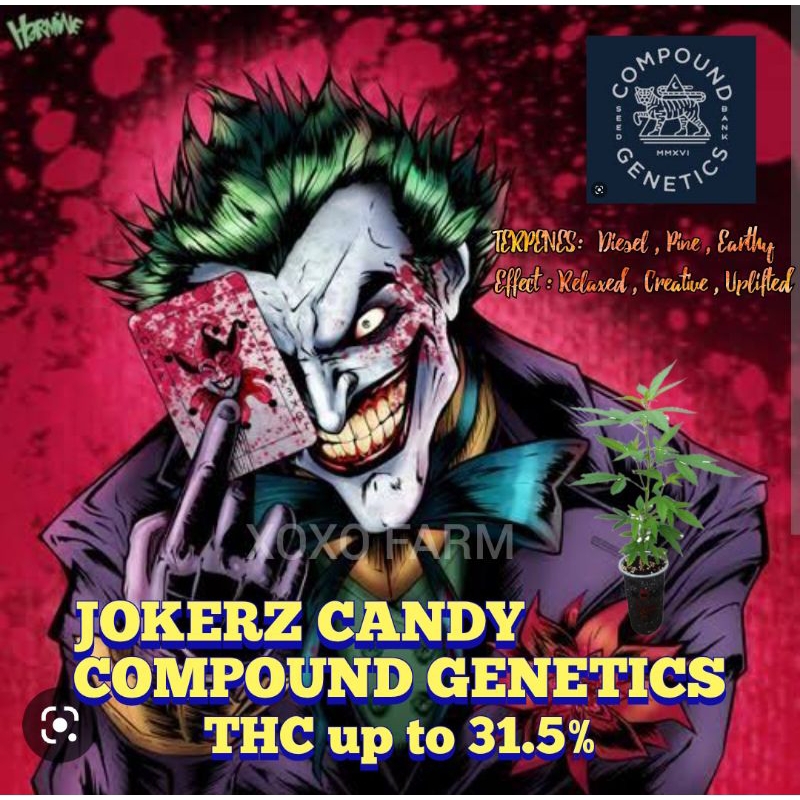 กิ่งชำกัญชา Jokerz Candy ค่าย Compound Genetics โฟโต้ เมียแท้ 100% ...