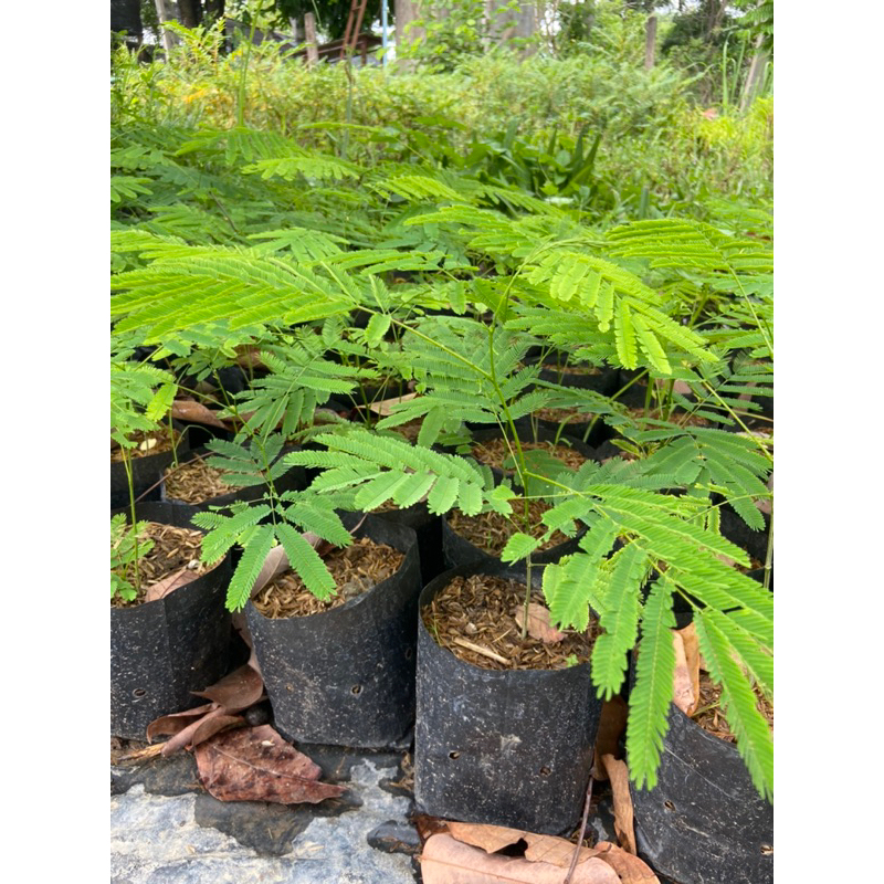 ชะอม ต้นกล้าชะอม ผักหละ เพาะเมล็ด ต้นกล้าแข็งแรงพร้อมปลูก สูง 10-20 เซน ...