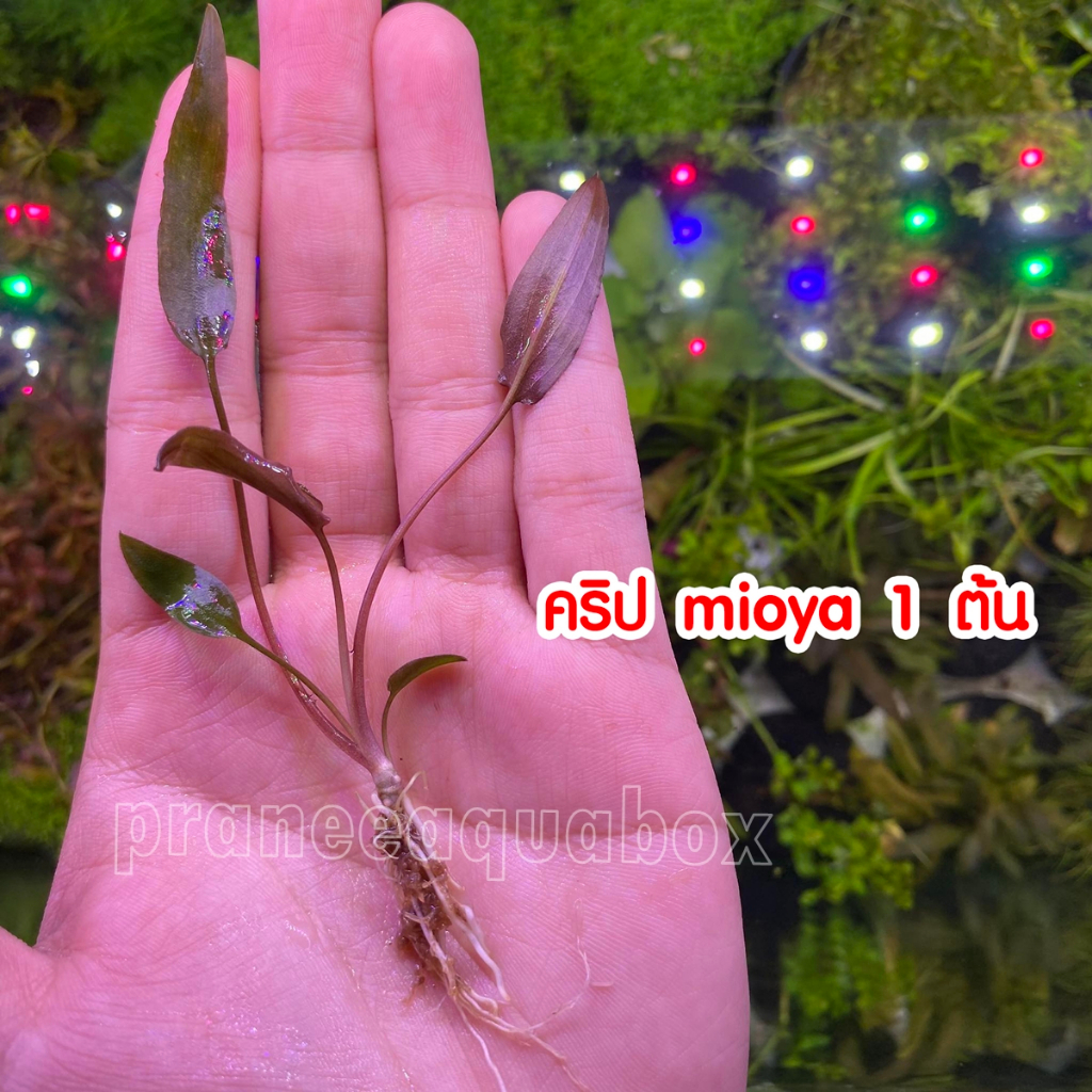 Cryptocoryne wendtii mioya คริปมิโอย่า พร้อมปลูก ต้นไม้น้ำตกแต่งตู้ปลา ...