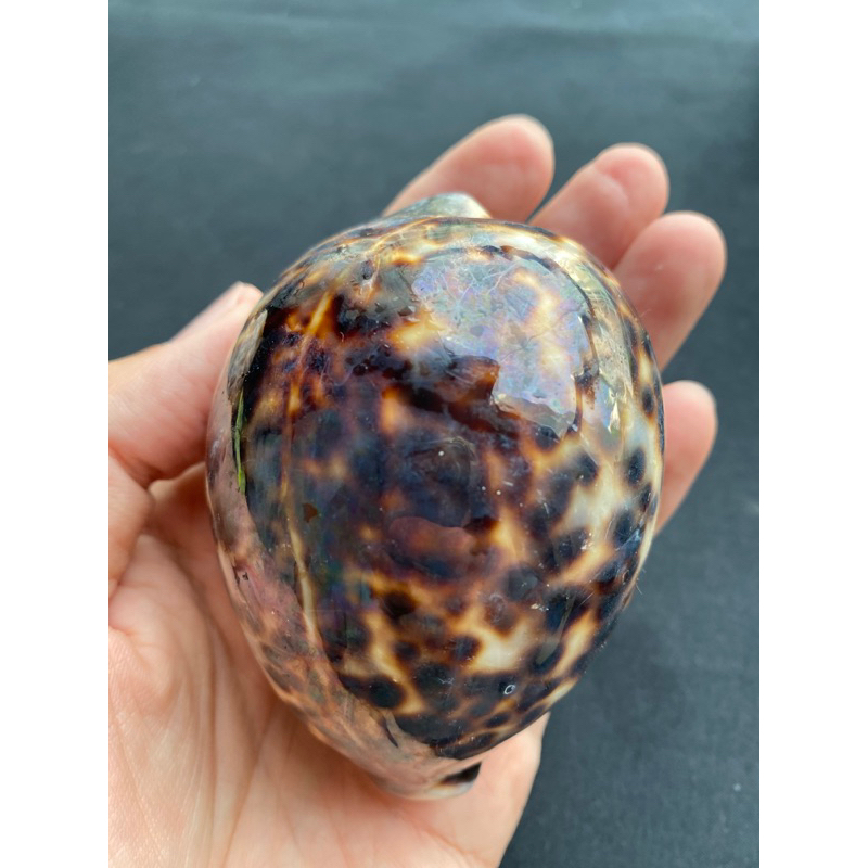 leopard print cowrie shell big sea cowries 8-10cm | Shopee Thailand