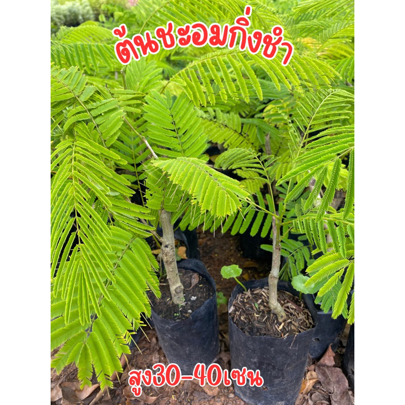 ต้นชะอม เเบบกิ่งชำ ชุด4ต้น80ปลูกง่ายมาก โตไว พร้อมส่ง พร้อมปลูก ...