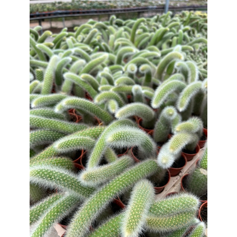 หางลิงฮอลแลนด์ ขนนิ่ม | Shopee Thailand